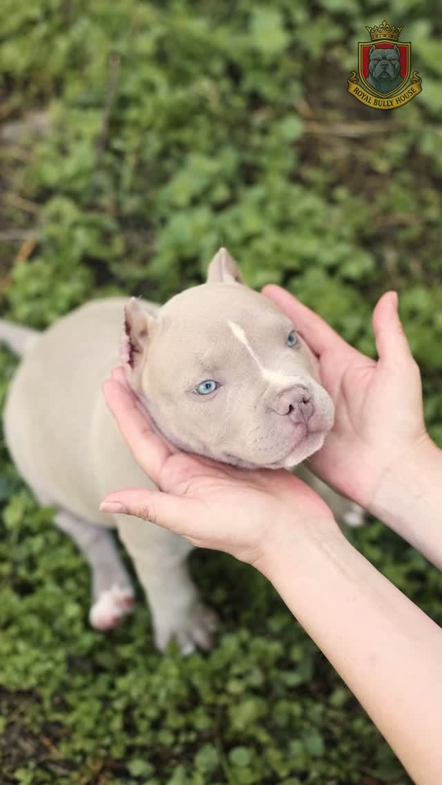 Девочка 5 от Пумы 13.04.26 | Американский булли | Royal Bully House