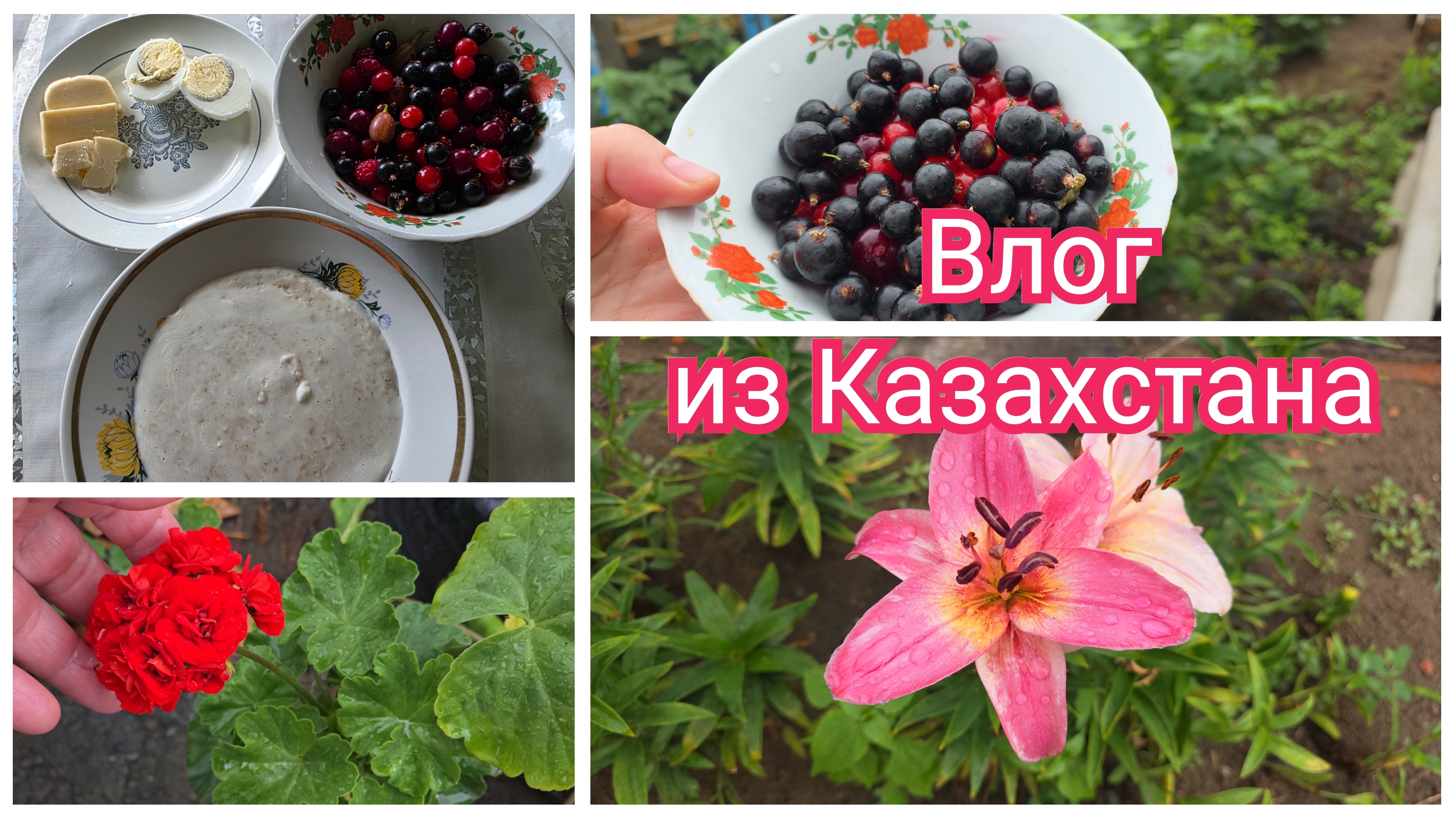 С утра по ХОЗЯЙСТВУ. Вырастили для МЕНЯ. Лакомлюсь ЯГОДОЙ