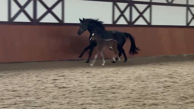 FOALS - 2026