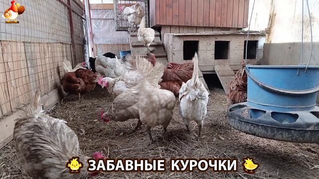Забавные курочки несушки во дворе и курятнике очень счастливы 🥚😂🐥 (5)
