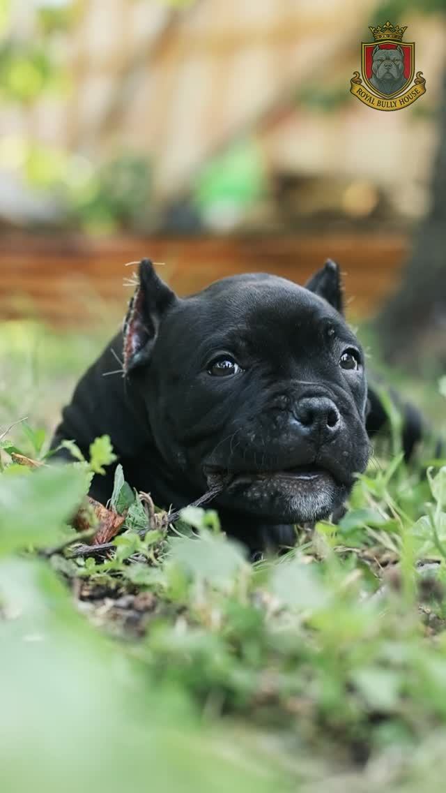 Девочка 2 от Пумы 13.04.26 | Американский булли | Royal Bully House