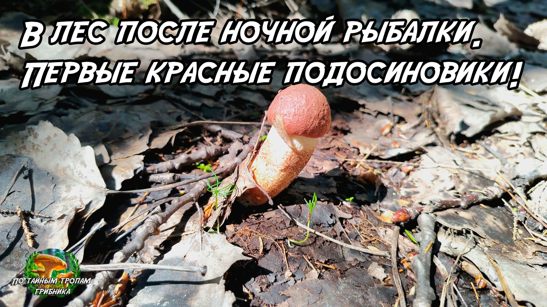 В лес после ночной рыбалки! Первые красные подосиновики! 04.07.26