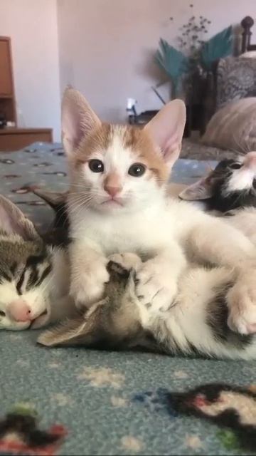 Поцеловашки от котяшки 😍