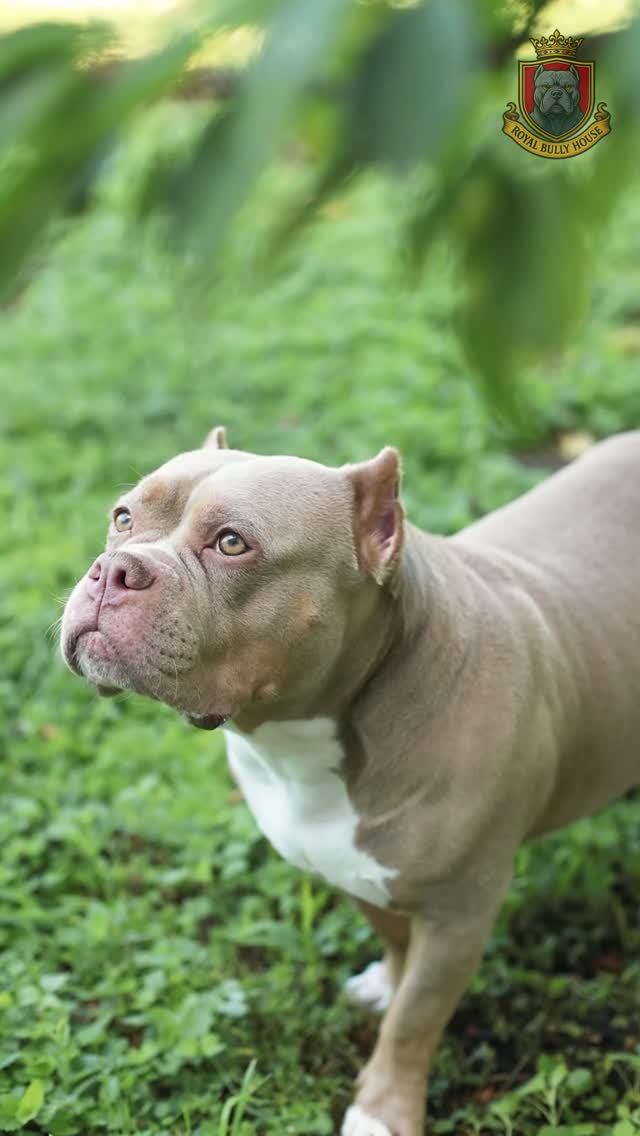 Фисташка | Американский булли | Royal Bully House