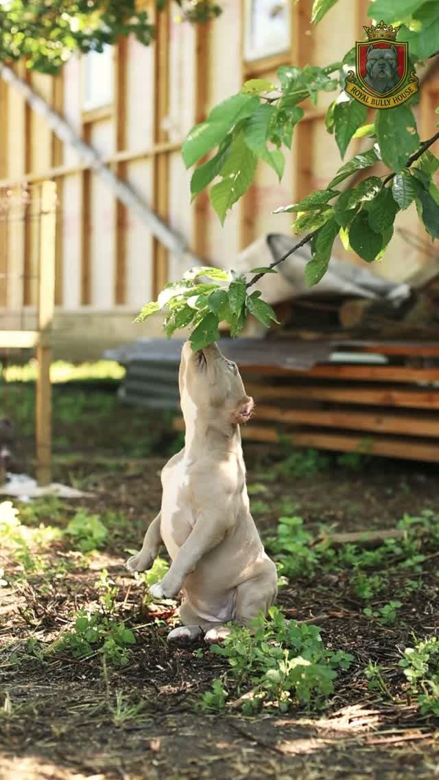 Девочка 4 от Текилы 17.04.26 | Американский булли | Royal Bully House