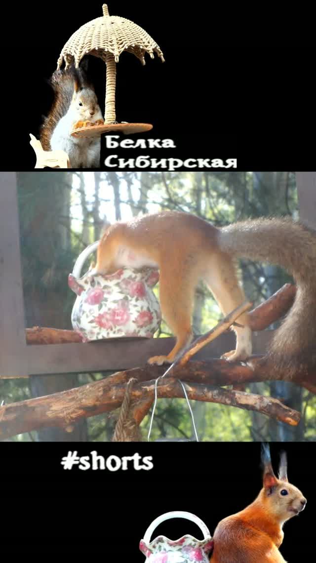 Веселая белка 🐿️