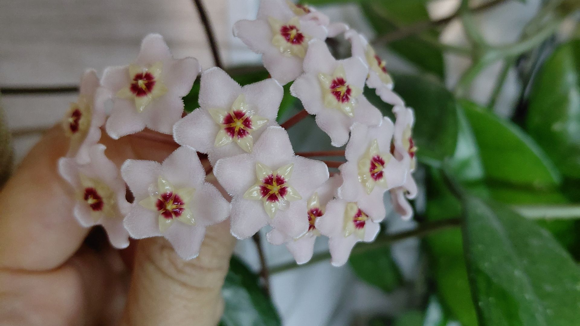 Находка по запаху.🌺🌺🌺