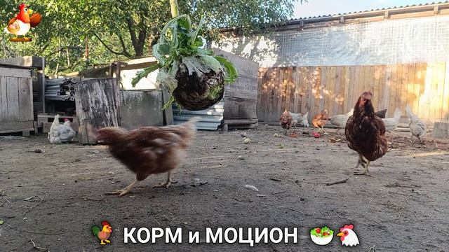 Кормление кур овощами и фруктами для зарядки и от скуки 🥗🐓🤗  (111)
