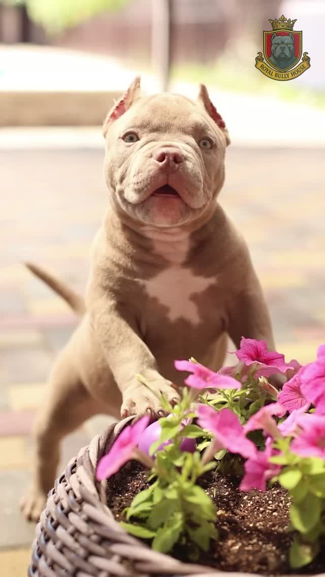 Мальчик 6 от Пумы 13.04.26 | Американский булли | Royal Bully House