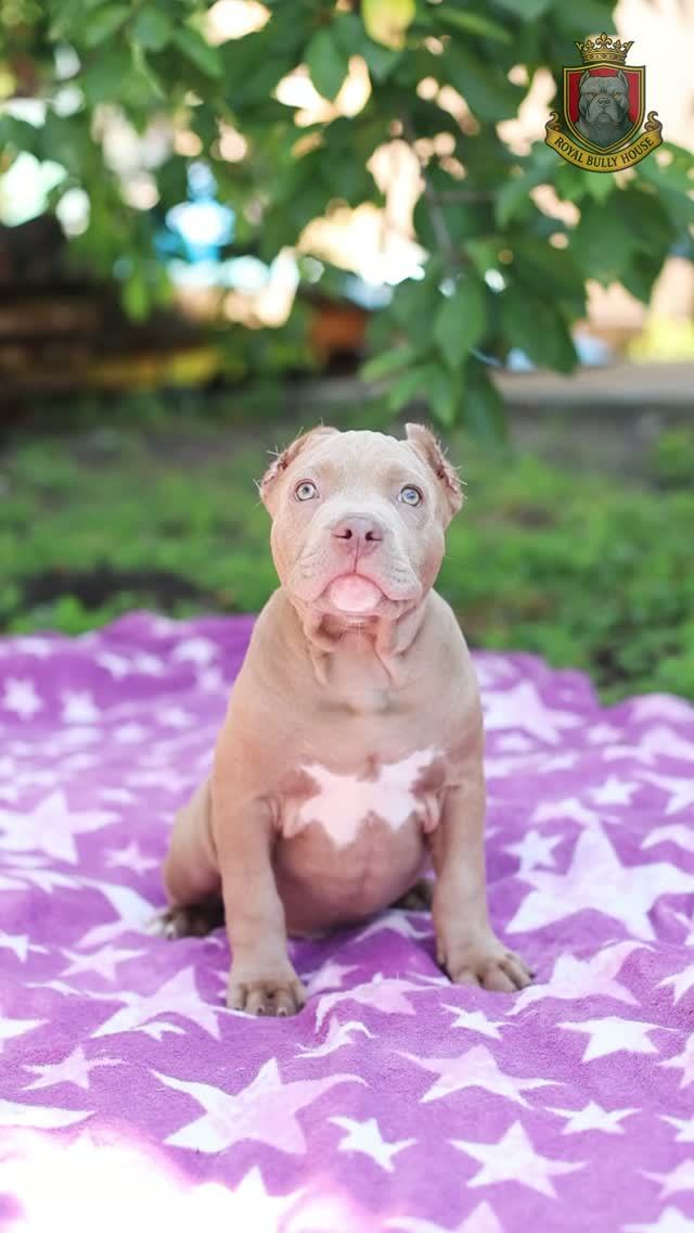 Мальчик 1 от Текилы 17.04.26 | Американский булли | Royal Bully House