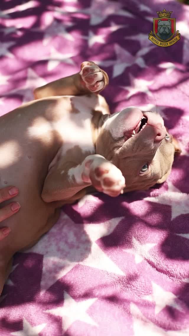 Девочка 2 от Текилы 17.04.26 | Американский булли | Royal Bully House