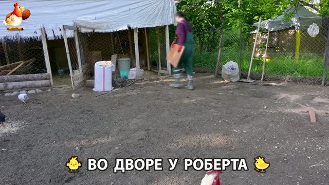 Забавные моменты из жизни птиц и животных
