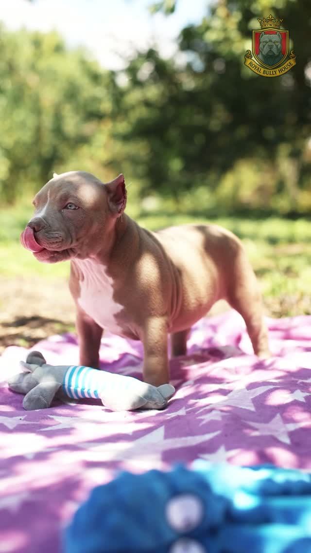 Девочка 3 от Пумы 13.04.26 | Американский булли | Royal Bully House