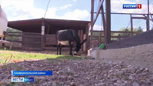 Когда гаснет свет в домах жителей полуострова, жизнь не останавливается — она просто перестраивается