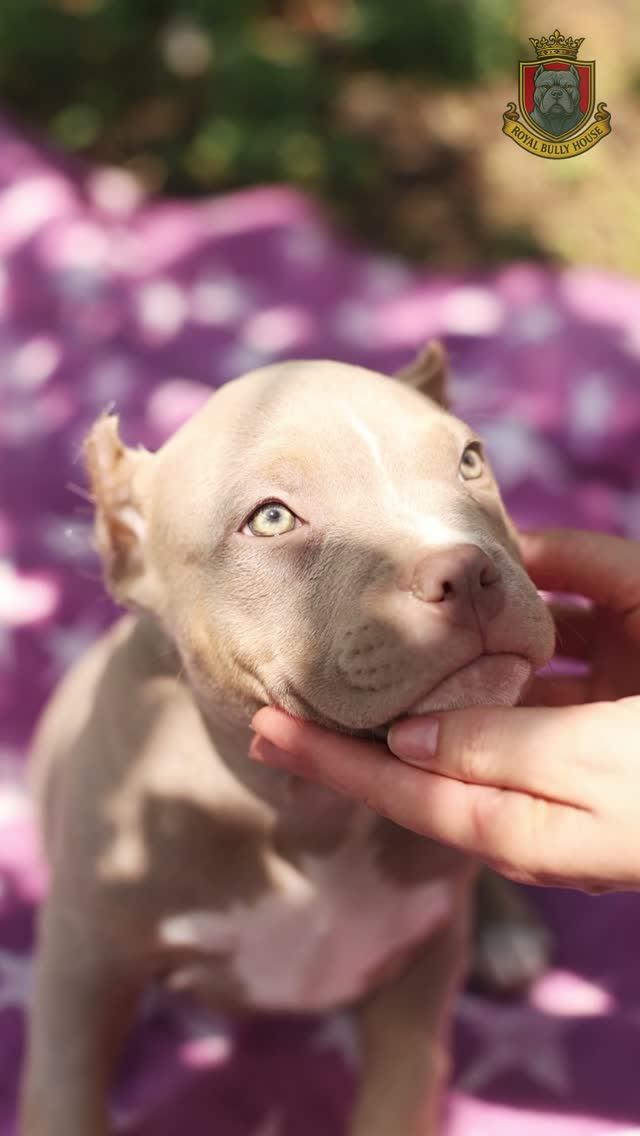 Девочка 3 от Текилы 17.04.26 | Американский булли | Royal Bully House