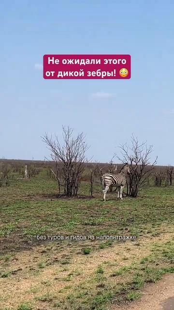 Не ожидали этого от дикой зебры в сафари-парке Крюгер, ЮАР! Про наш автотрип по Африке в профиле