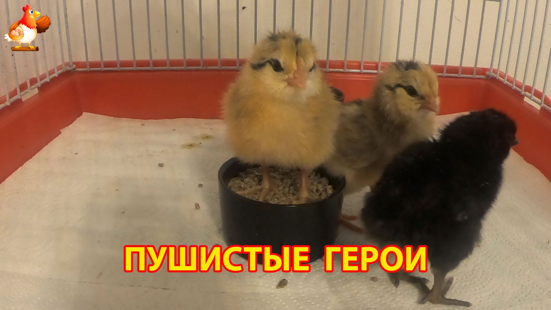 Три цыплёнка переехали в клетку Амераукана и Легбары учатся новой жизни (5)