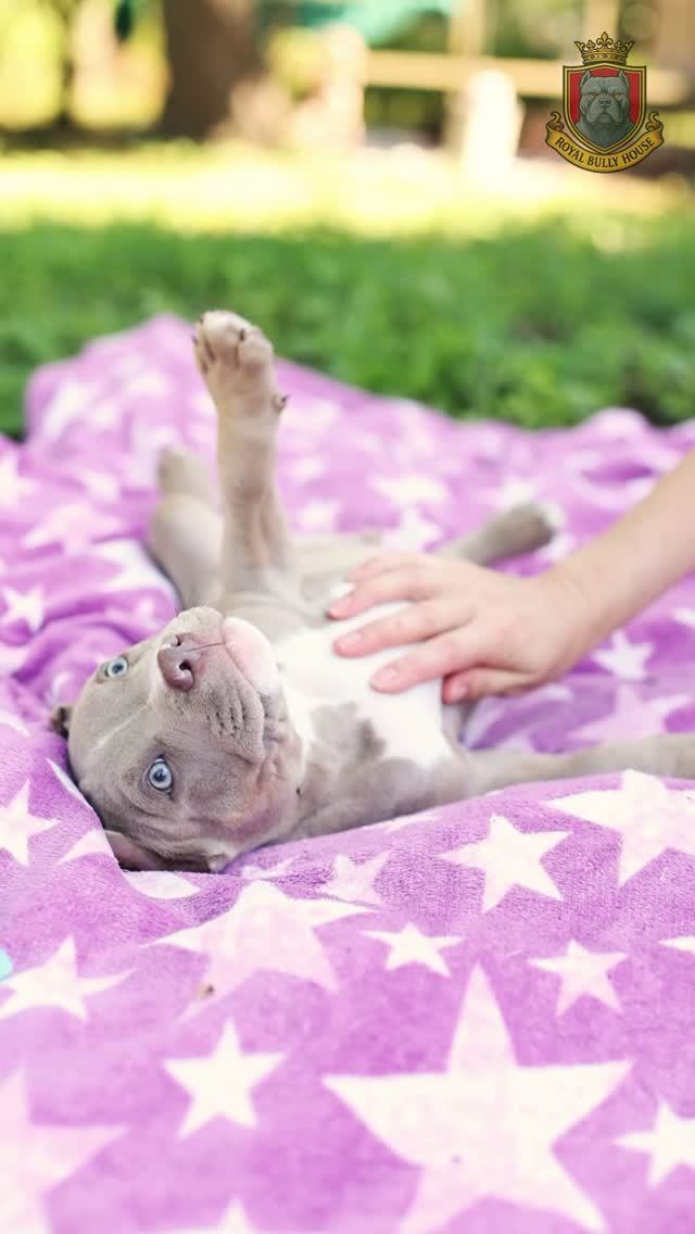 Мальчик 4 от Текилы 17.04.26 | Американский булли | Royal Bully House