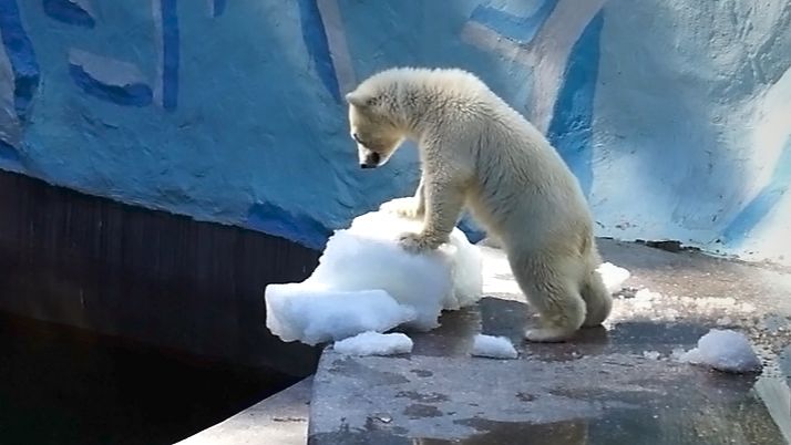 Медвежонок Умка играет в снежки и учится управлять айсбергом.