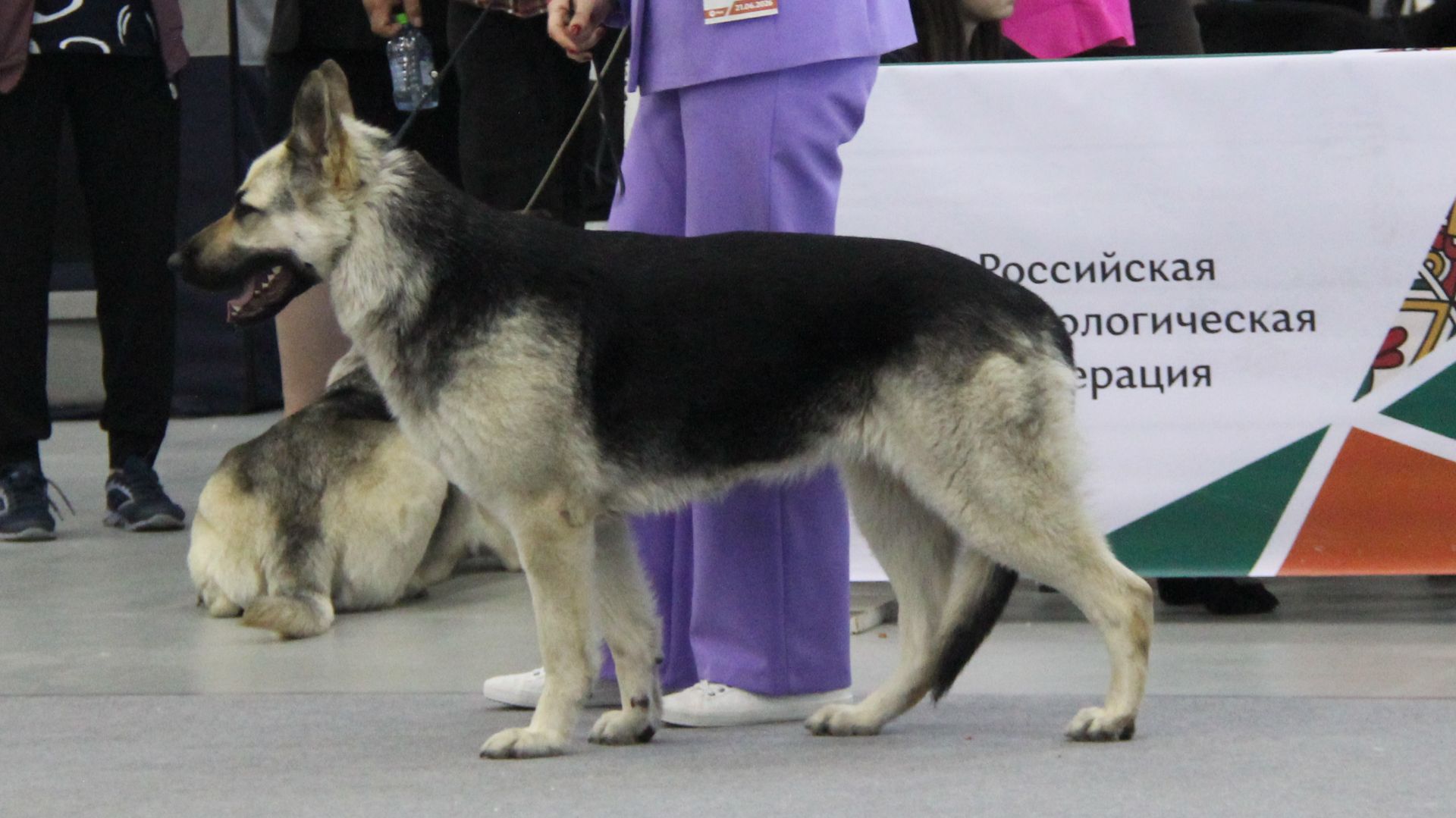 Жеймо из Невского Десанта