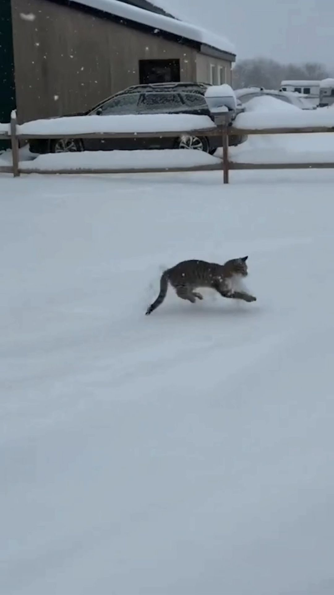 Кот в снегу #кот #cat #kitty #снег #snow #рекомендации #trending #trend #fun #funnyvideo #shorts