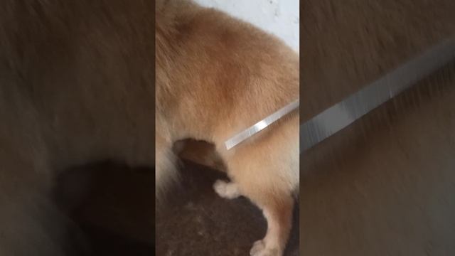Стрижка собак и кошек. Зоосалон Eteluin г. Краснодон.