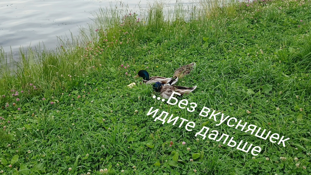 Животные