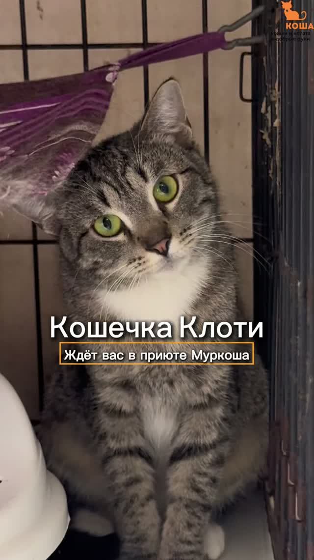 Кошки ищут дом (приют ″Муркоша″)