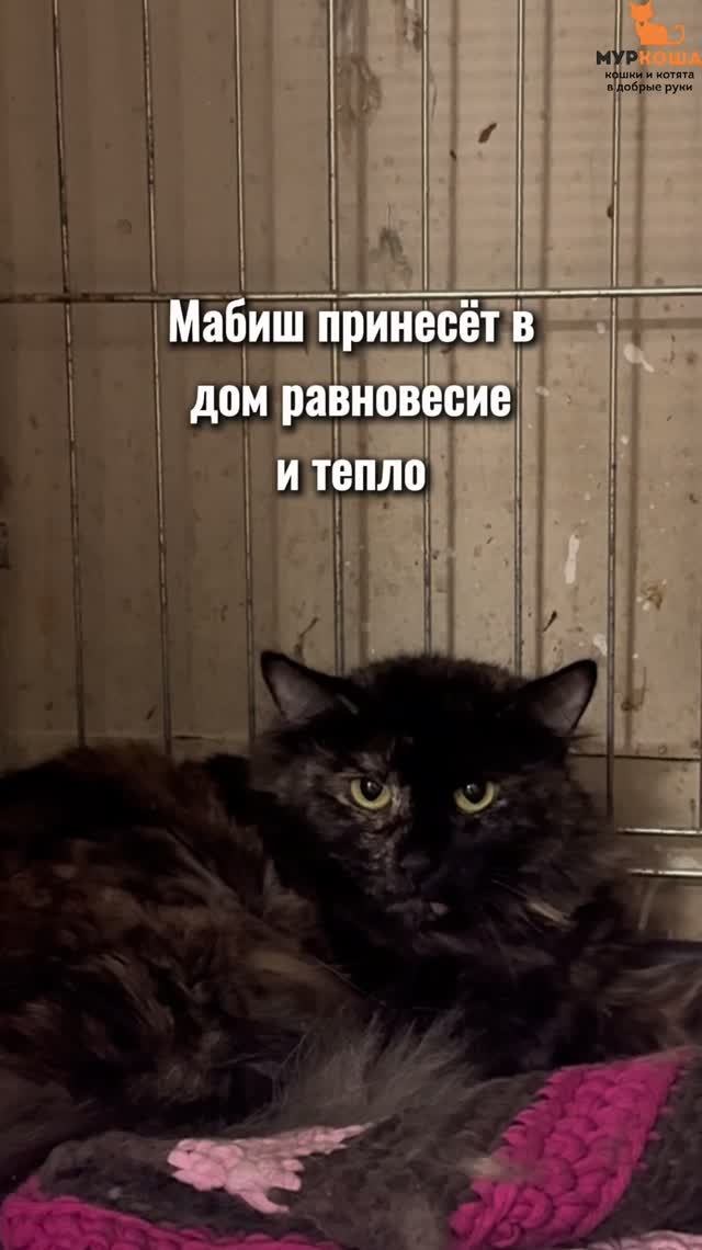 Мабиш ждёт вас в приюте #Муркоша