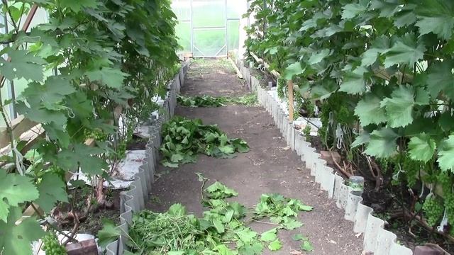 Виноградарство с Татьяной