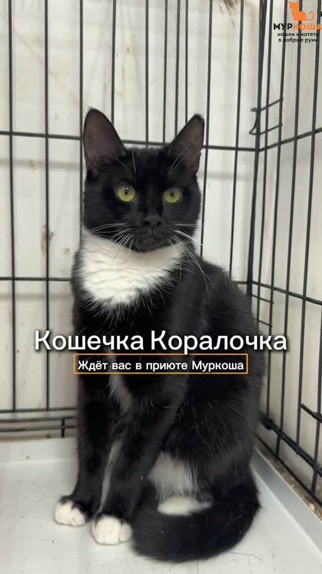 Коралочка ждёт вас в приюте #Муркоша