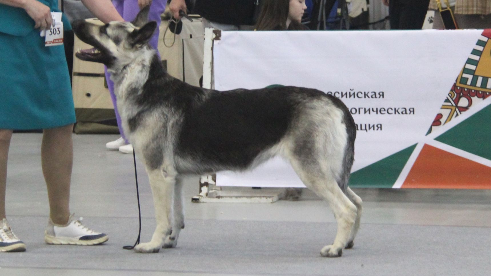 Посадский Страж Жемчужина Моей Души