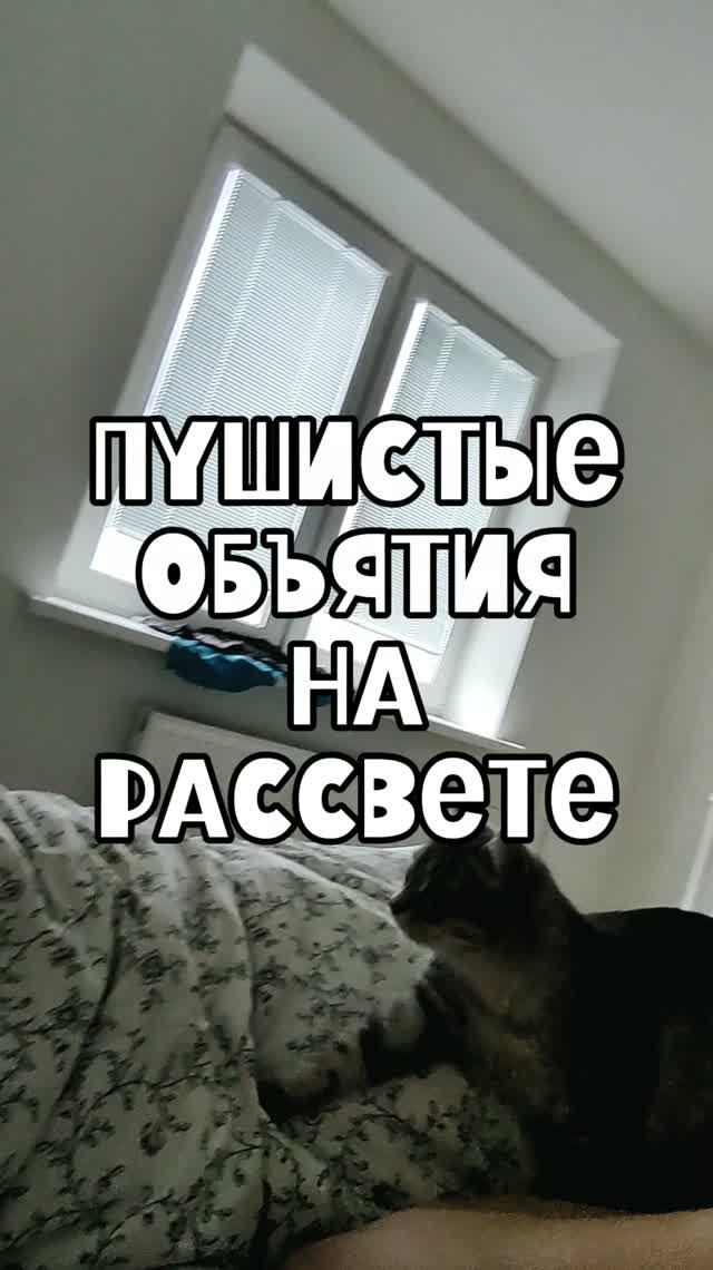 Пушистые объятия на рассвете