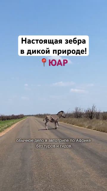 Настоящая зебра в дикой природе 😍 Мы едем по сафари-парку Крюгер, ЮАР. О нашем автотрипе в профиле