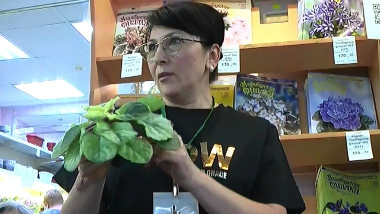 ДФ. Выращивание сенполий. О.Агафонова