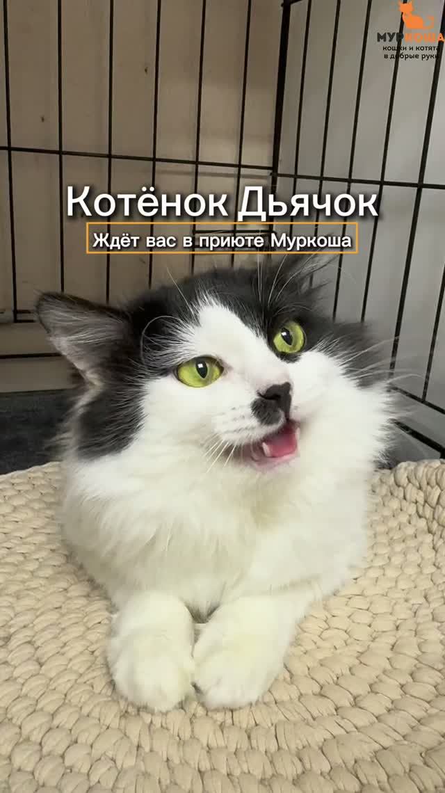 Дьячок ждёт вас в приюте #Муркоша