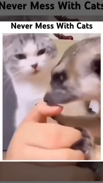 Лучше не вставать между котиком и его едой 😺