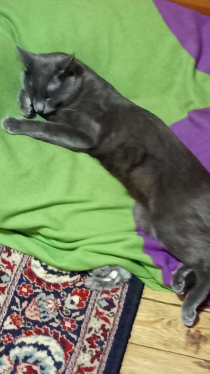 Кот Атос напоминает про сон! #shorts #котатос #животные #коты #кошачийсон