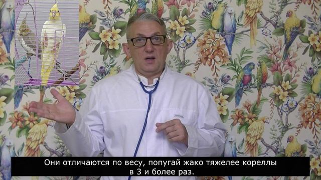 Вопросы ветврачу орнитологу. Чем отличаются попугай жако от попугая кореллы.