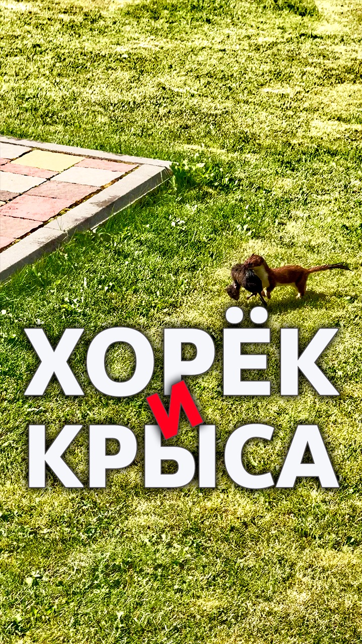 ХОРЁК и КРЫСА #надаче