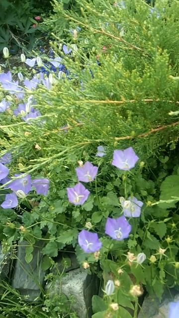 Многолетники из семян, мой карпатский колокольчик🌿