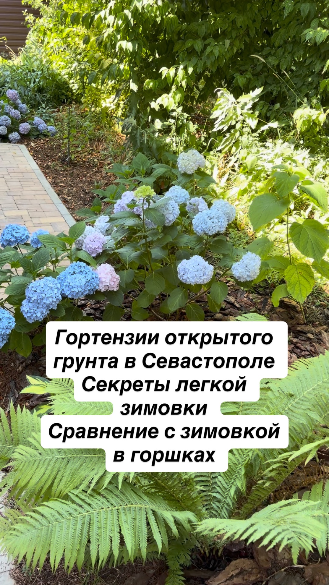 Гортензии