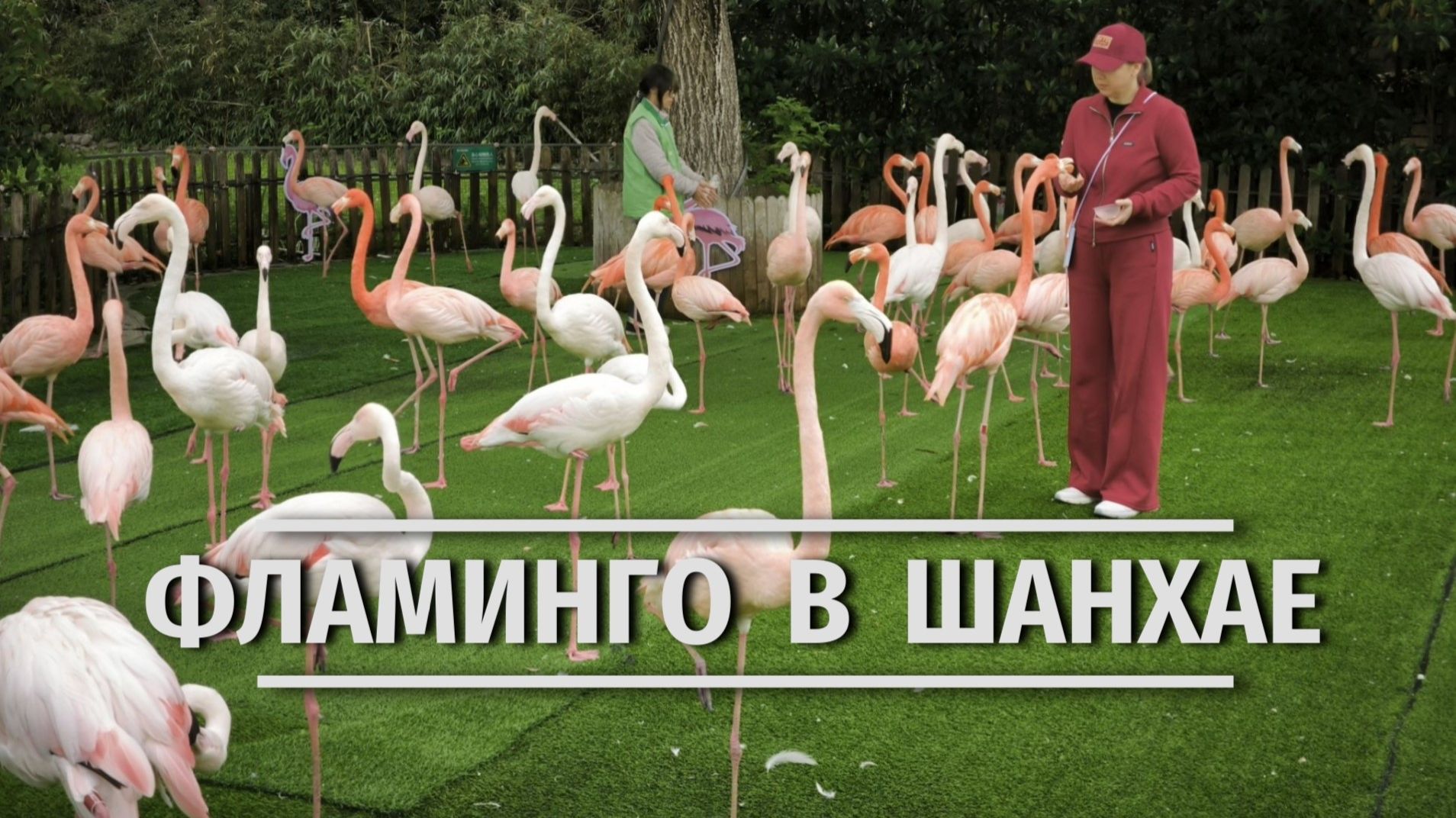 Фламинго в Wild Animal Park, Шанхай: кормление и шествие птиц
