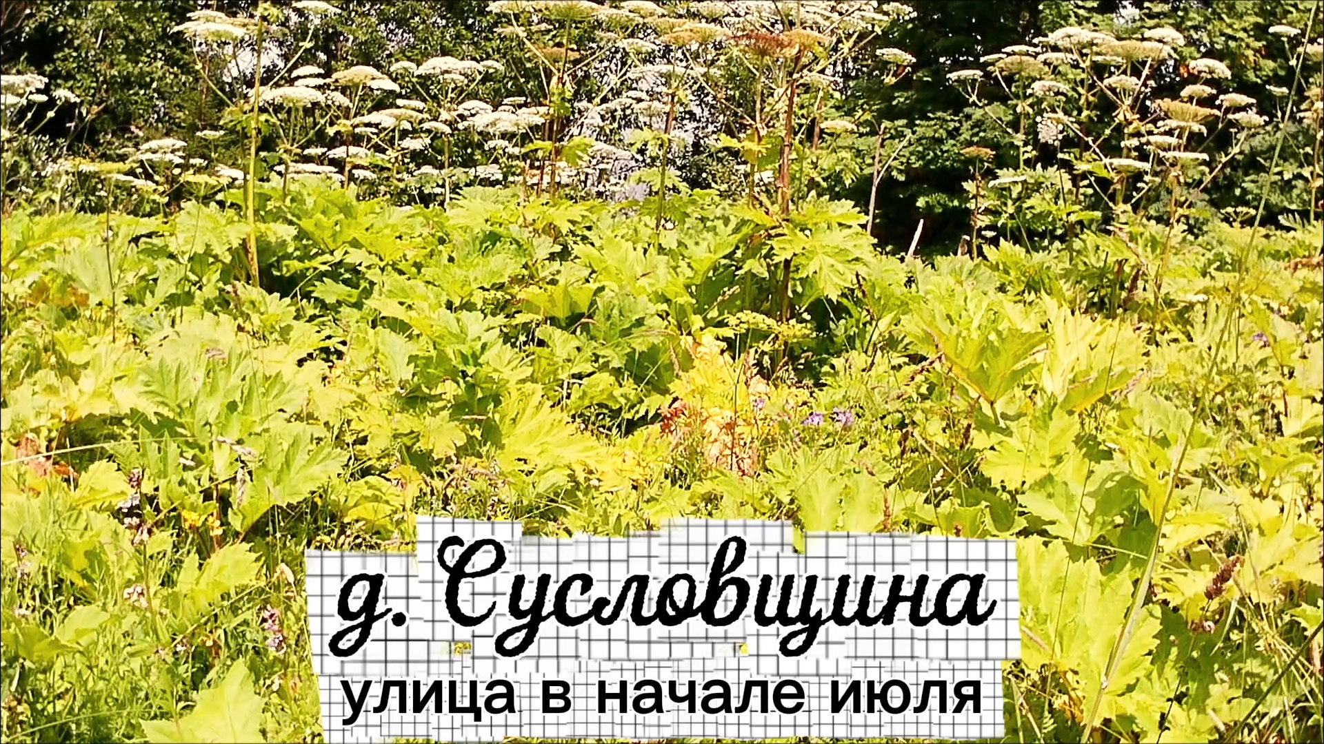 Деревня Сусловщина, улица в начале июля.mp4