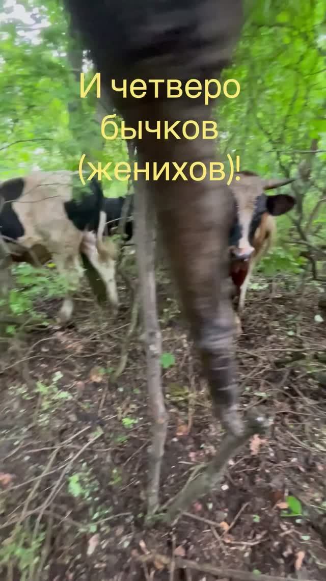 Тили-тили тесто, четыре жениха и невеста!