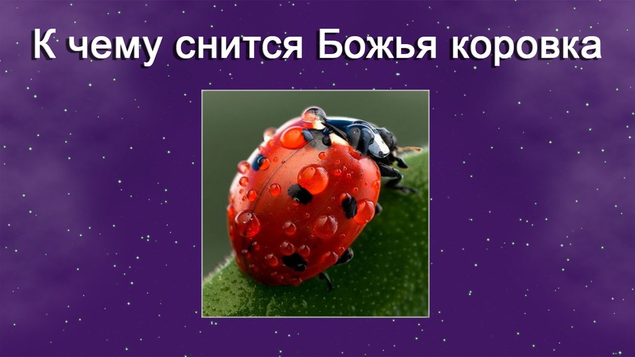 К чему снится Божья коровка - толкование сна