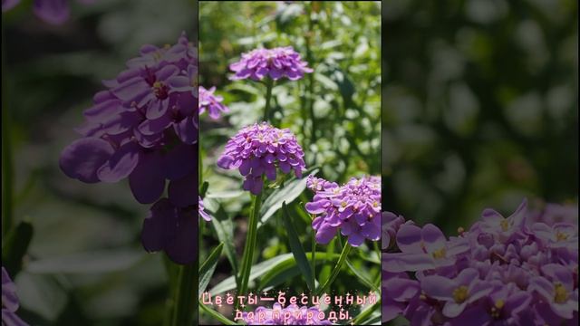 Цветы - бесценный дар природы!