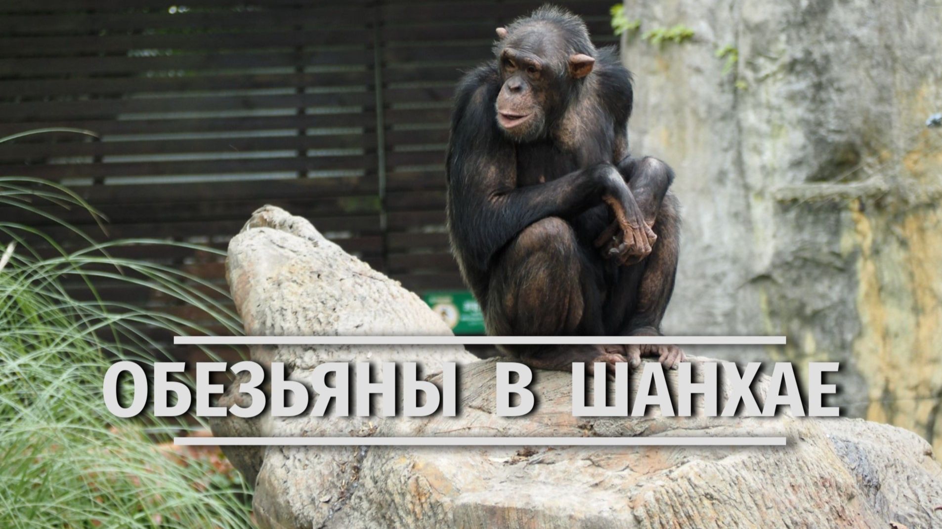 Wild Animal Park Shanghai: орангутаны, обезьяны с хвостом-рукой и шимпанзе