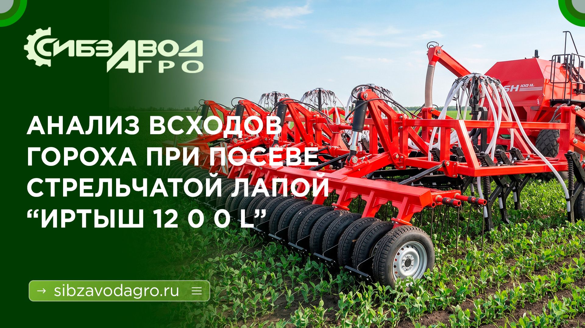 Всходы гороха, сев посевным комплексом "Иртыш 12 00 L". Норма 180 кг/га