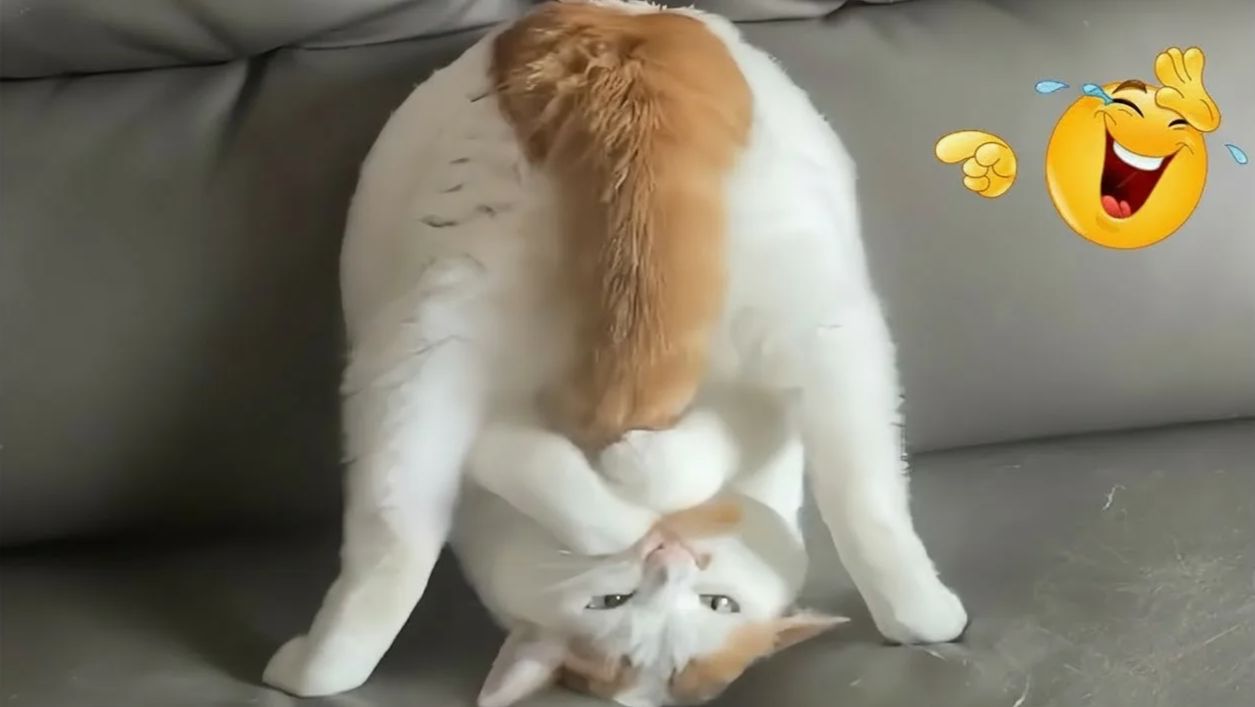 Приколы с котиками 😅😂🤣